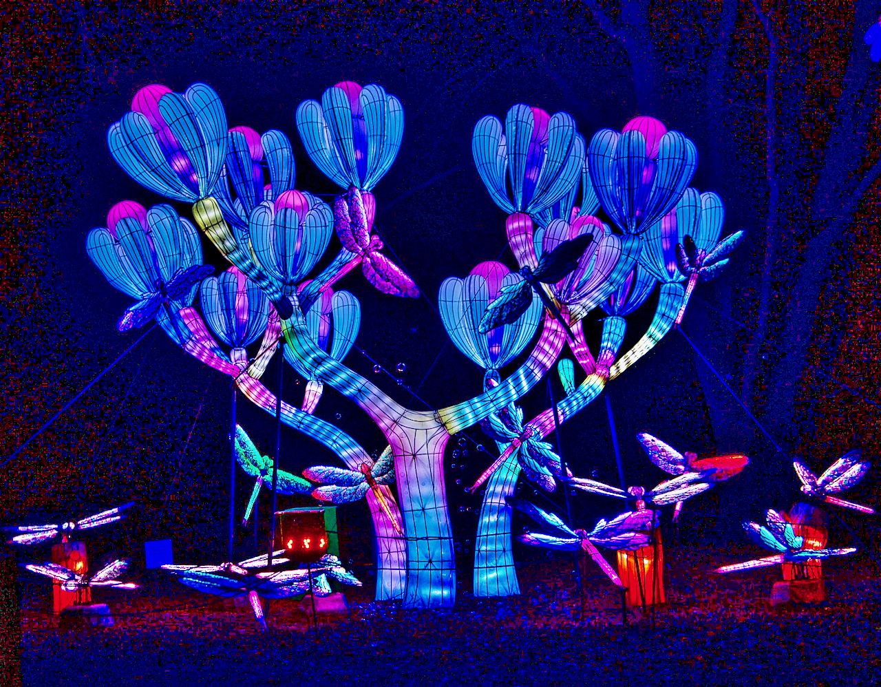 Wild Lanterns at Woodland Park Zoo is a mesmerizing, illuminated experience | Westside Seattle